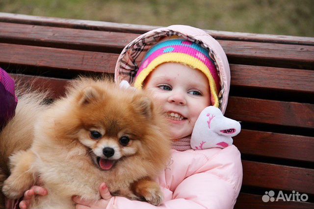 Щенки шпица из профессионального питомника