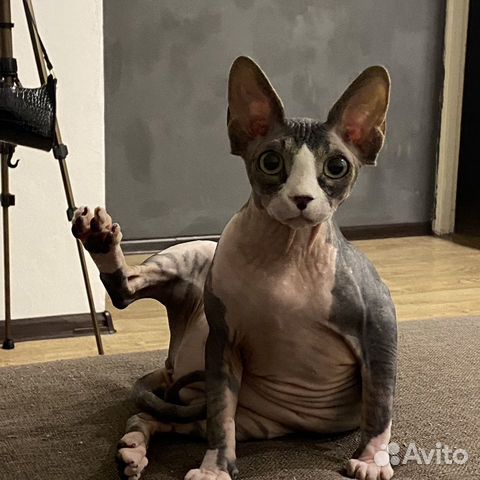 Канадский сфинкс вязка