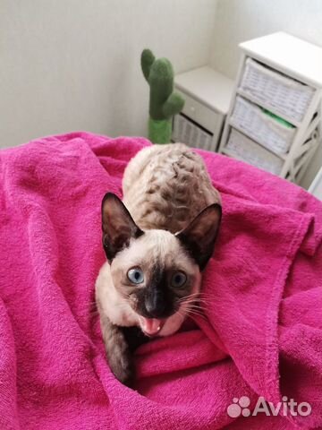 Кошечка корниш-рекс