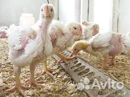 Индюшата 2 мес