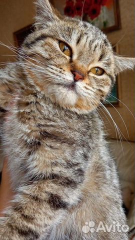 Кошка