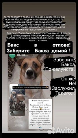 Бакс в отлове