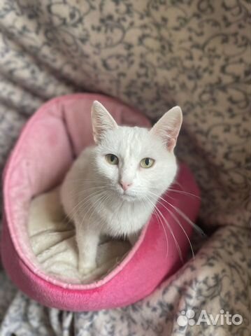 Белая кошка в добрые руки