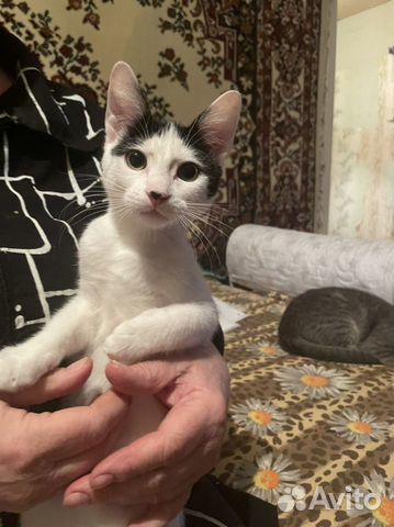 Кошка