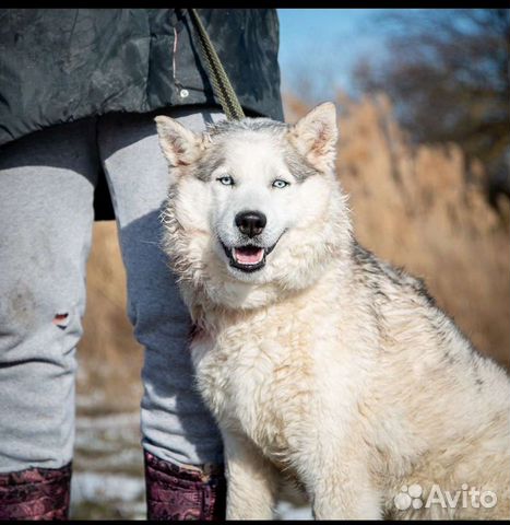 Собака девочка, Молли ищет дом