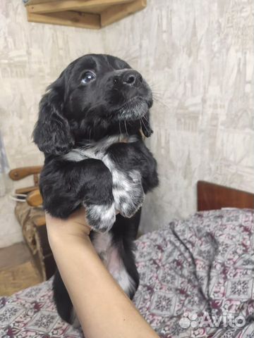 Щенок мальчик в добрые руки