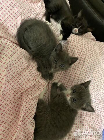 Турецкая ангора