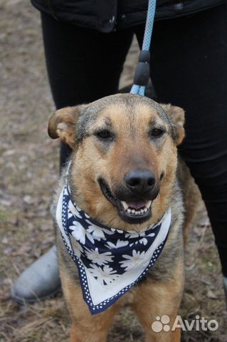 Собака Комета ищет любящих хозяев