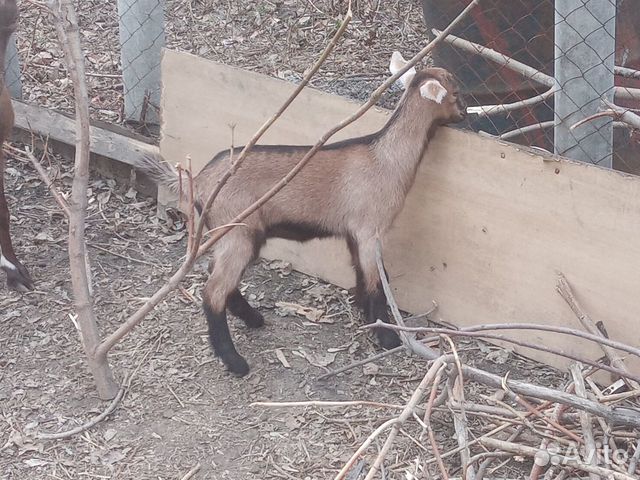 Англо нубийские козы козлята