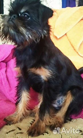 Бельгийский гриффон