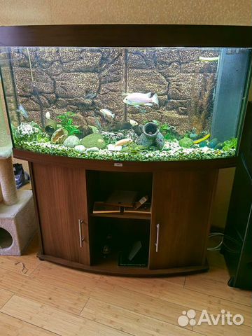 Juwel Vision 260 (Ювель панорамный)