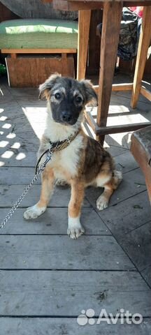 Щенок в добрые руки