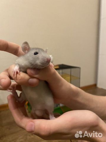 Крысята дамбо