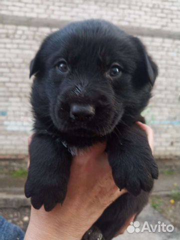 Щенки помесь овчарки