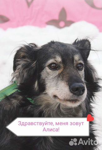 Сладкая булочка Алиса ищет дом