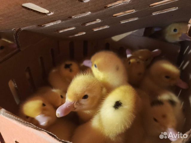 Утята Мулард на 25-е апреля