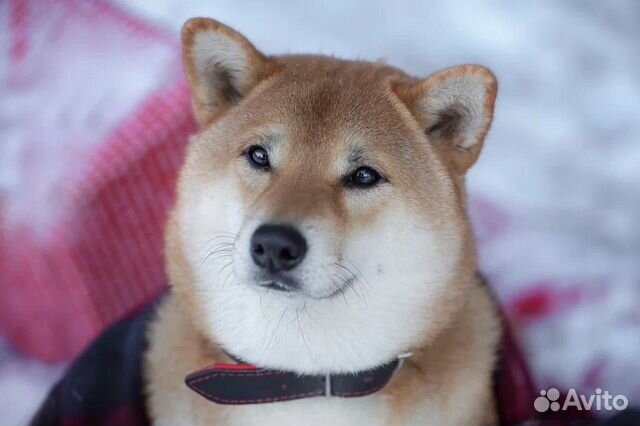 Невероятный красавец Гаку ищет дом, 3 года