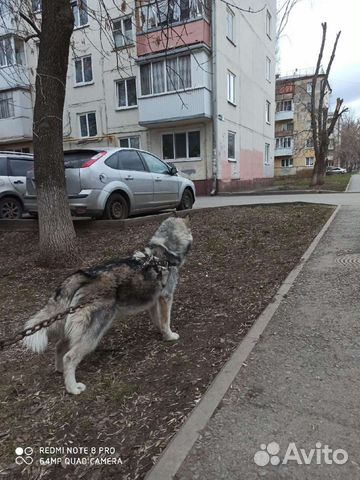 Чистокровный маламут