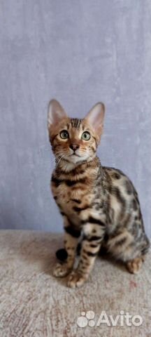 Бенгальская кошка