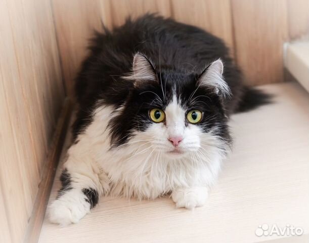 Я - кошечка Фаня, я пришла