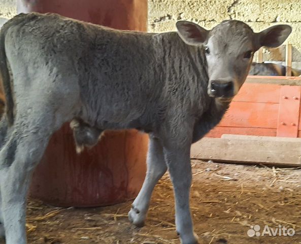 Бычки и быки