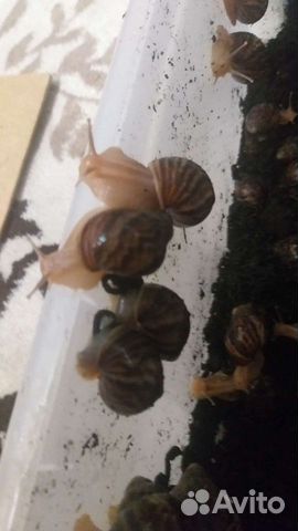 Улитка ахатины отдам бесплатно