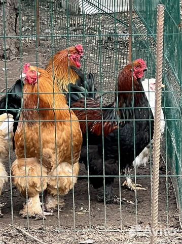 Петухи брама