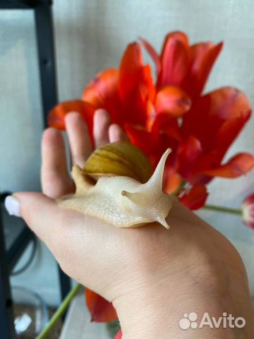 Улитки Ахатины альбино