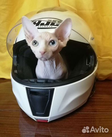 Клубные котята канадского сфинкса