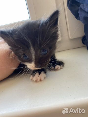 Котенок в добрые руки