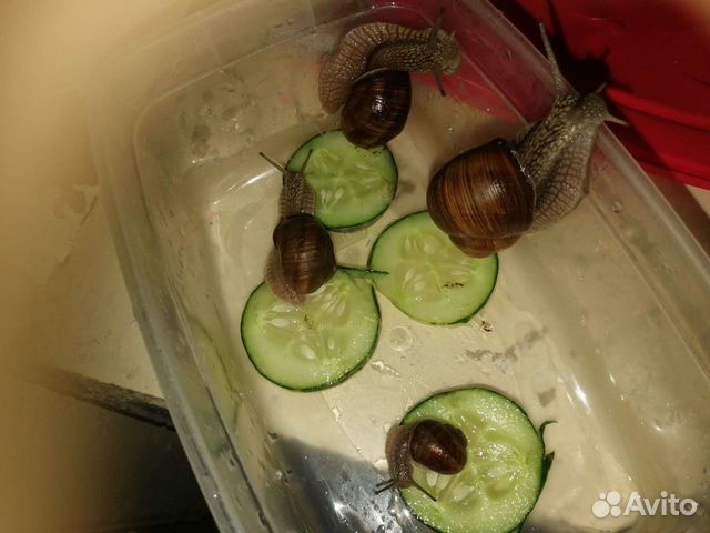 Улитка Домашние