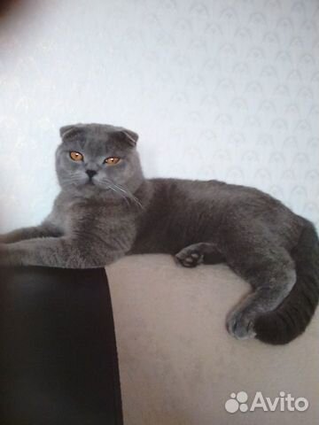 Шотландский кот вязка