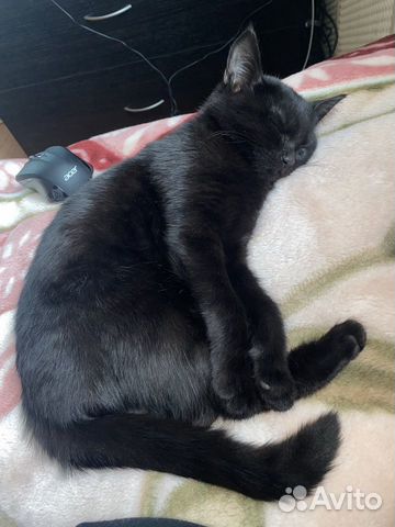 Котенок Лилу