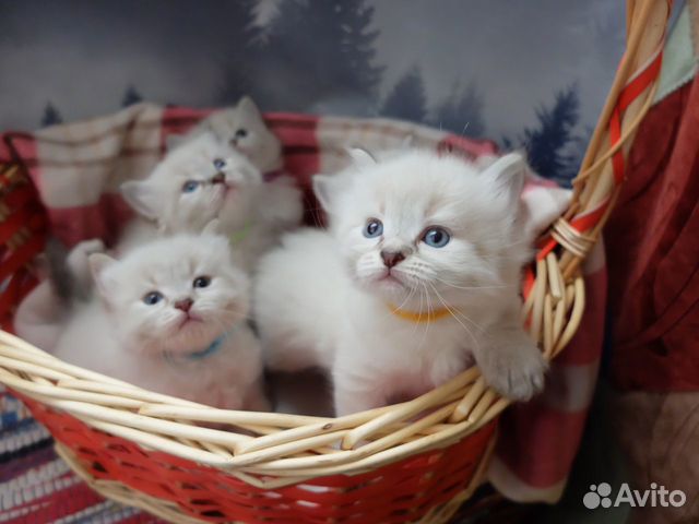 Невская маскарадная котята Д.Р. 25.03.2022