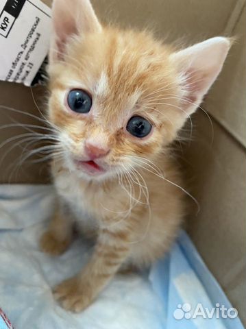 Рыжий котенок в добрые руки