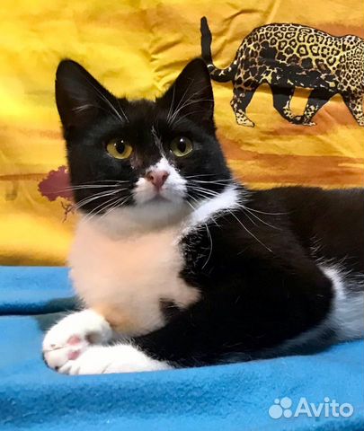 Котенок
