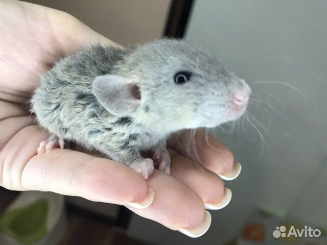 Крысята дамбо. Голубая агути вельветин