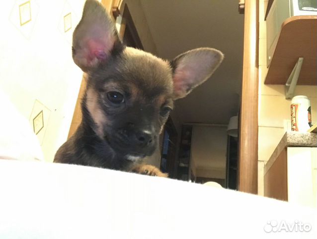 Метис йорка