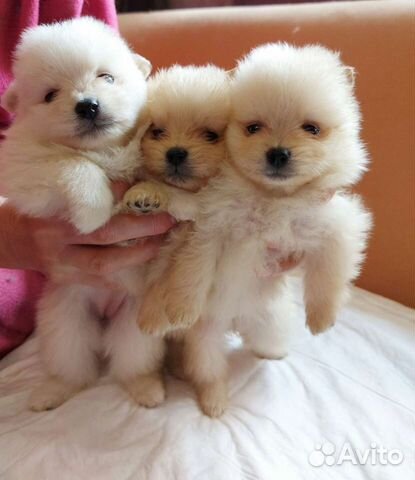 Померанский шпиц медвежьего типа