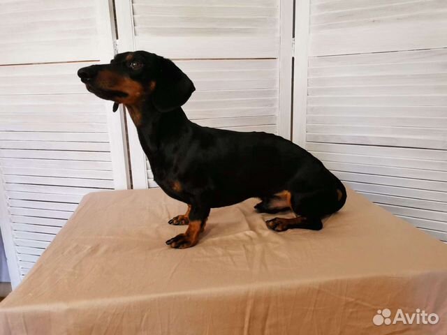 Миниатюрная такса