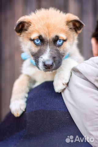 Щенки в добрые руки