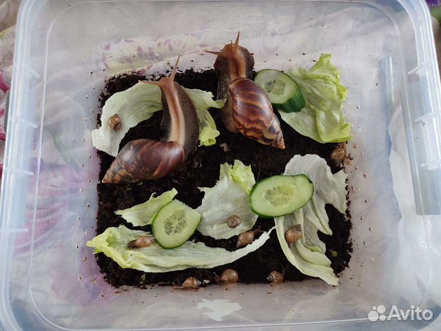 Улитки ахатины