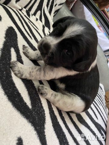 Щенки русского спаниеля