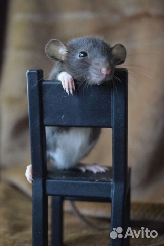 Крысята дамбо