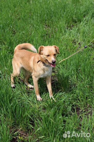 Маленький рыжий красавчик