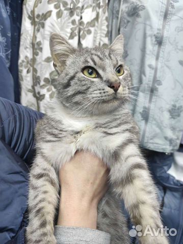 Молодой шикарный котик в дар