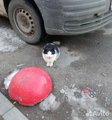 Не хотели кастрировать и отправили на улице