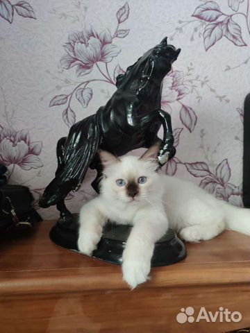 Священная бирма котенок