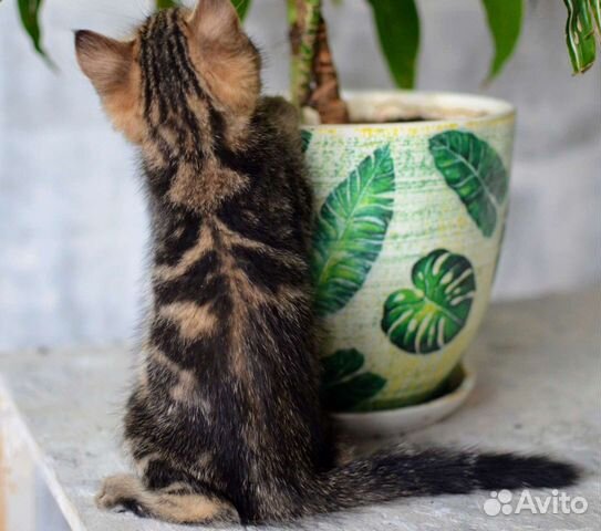 Мраморная красотка ищет дом