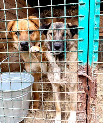 Собаки из приюта хотят гулять и кушать,хотят домой